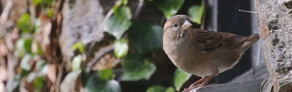 How to Keep Birds Away from Security Cameras? - Kentucky Secured ...